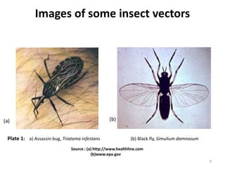 Contemporary Methods of insect-vector control | PPTX | Infectious ...