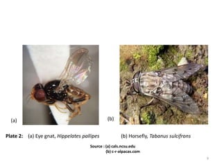 Contemporary Methods of insect-vector control | PPTX