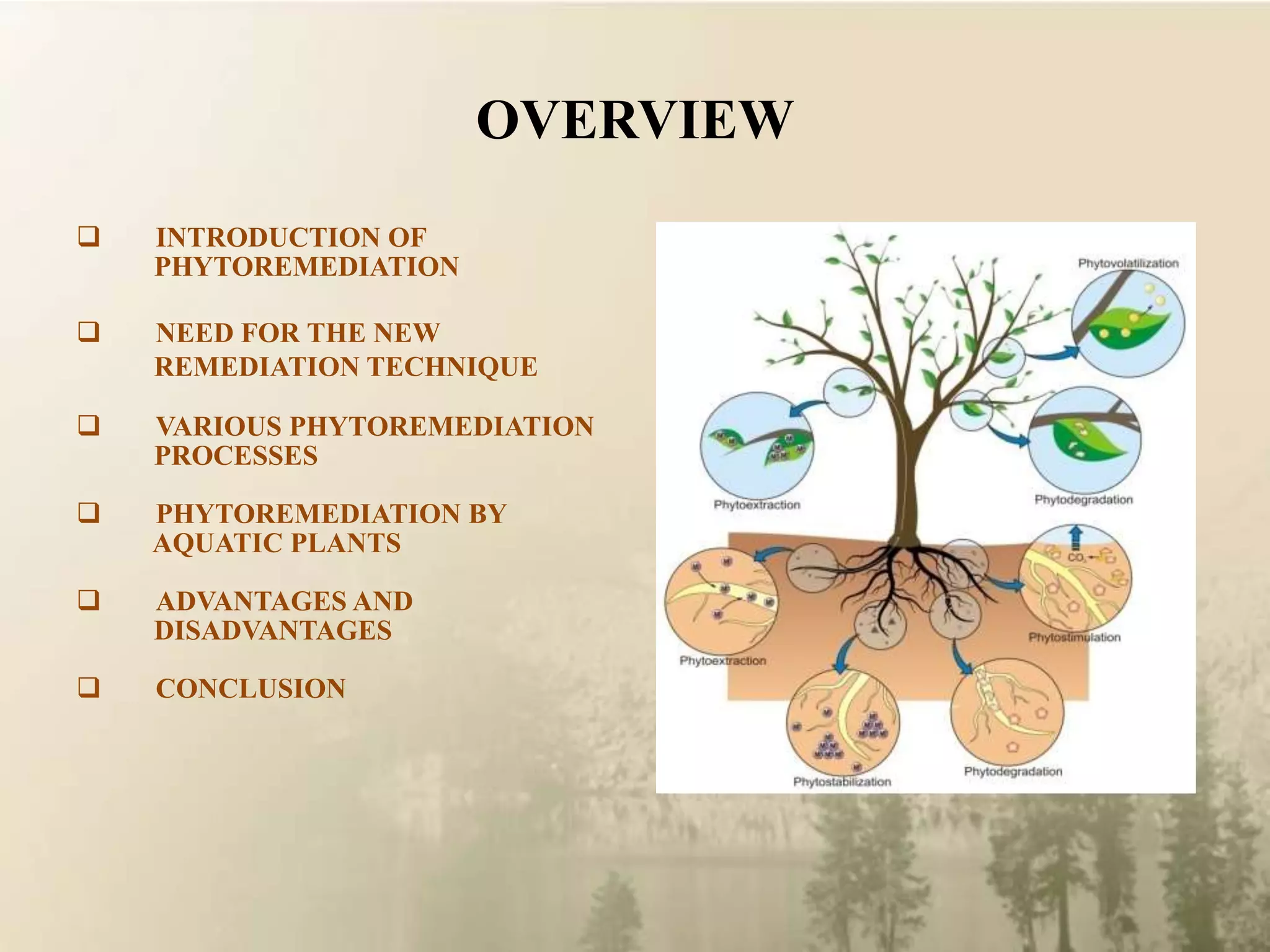PHYTOREMEDIATION | PPTX