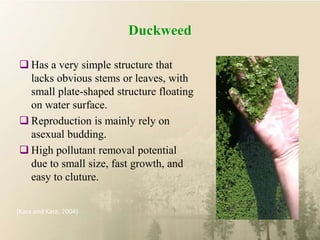 PHYTOREMEDIATION | PPTX