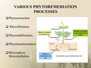PHYTOREMEDIATION | PPTX