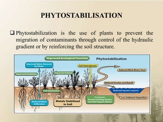 PHYTOREMEDIATION | PPTX