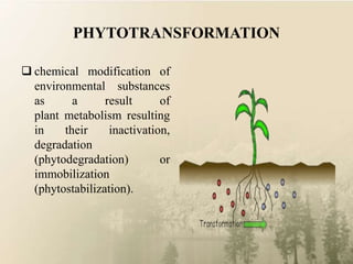 PHYTOREMEDIATION | PPTX