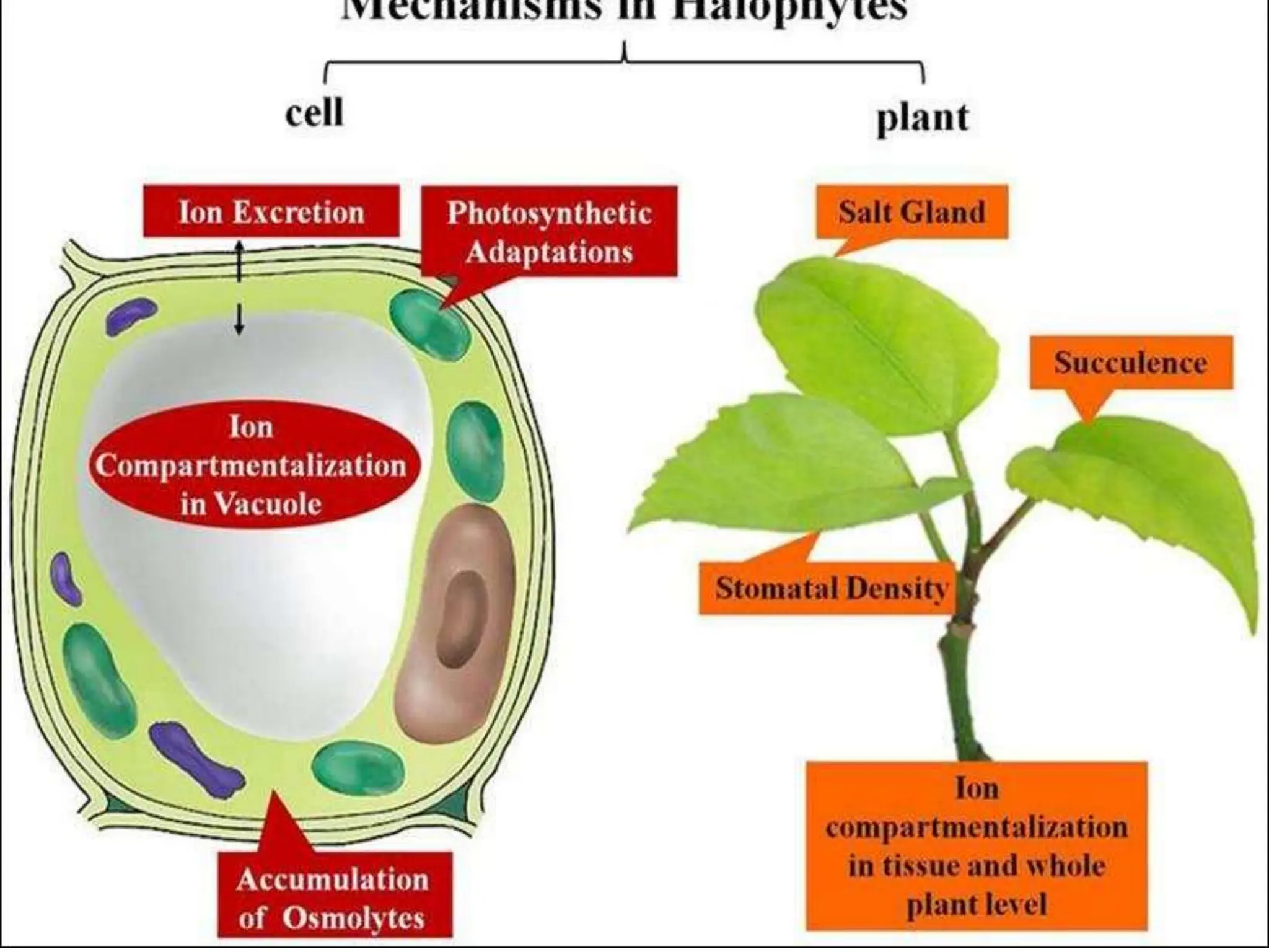 Plants Genetics and importance seminar ppt.pptx