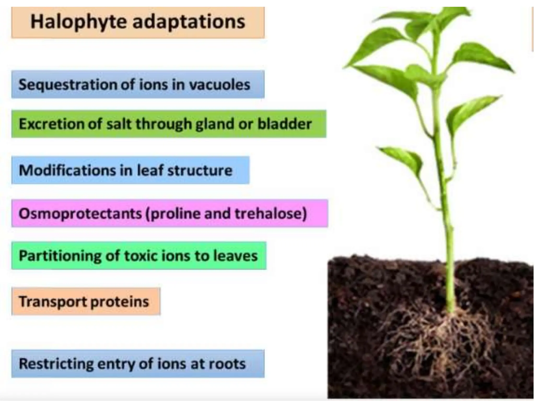 Plants Genetics and importance seminar ppt.pptx