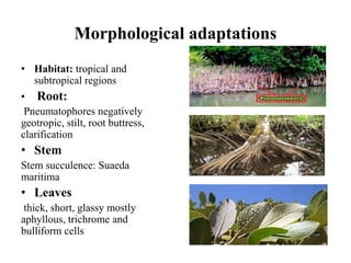 Plants Genetics and importance seminar ppt.pptx