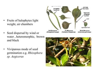 Plants Genetics and importance seminar ppt.pptx