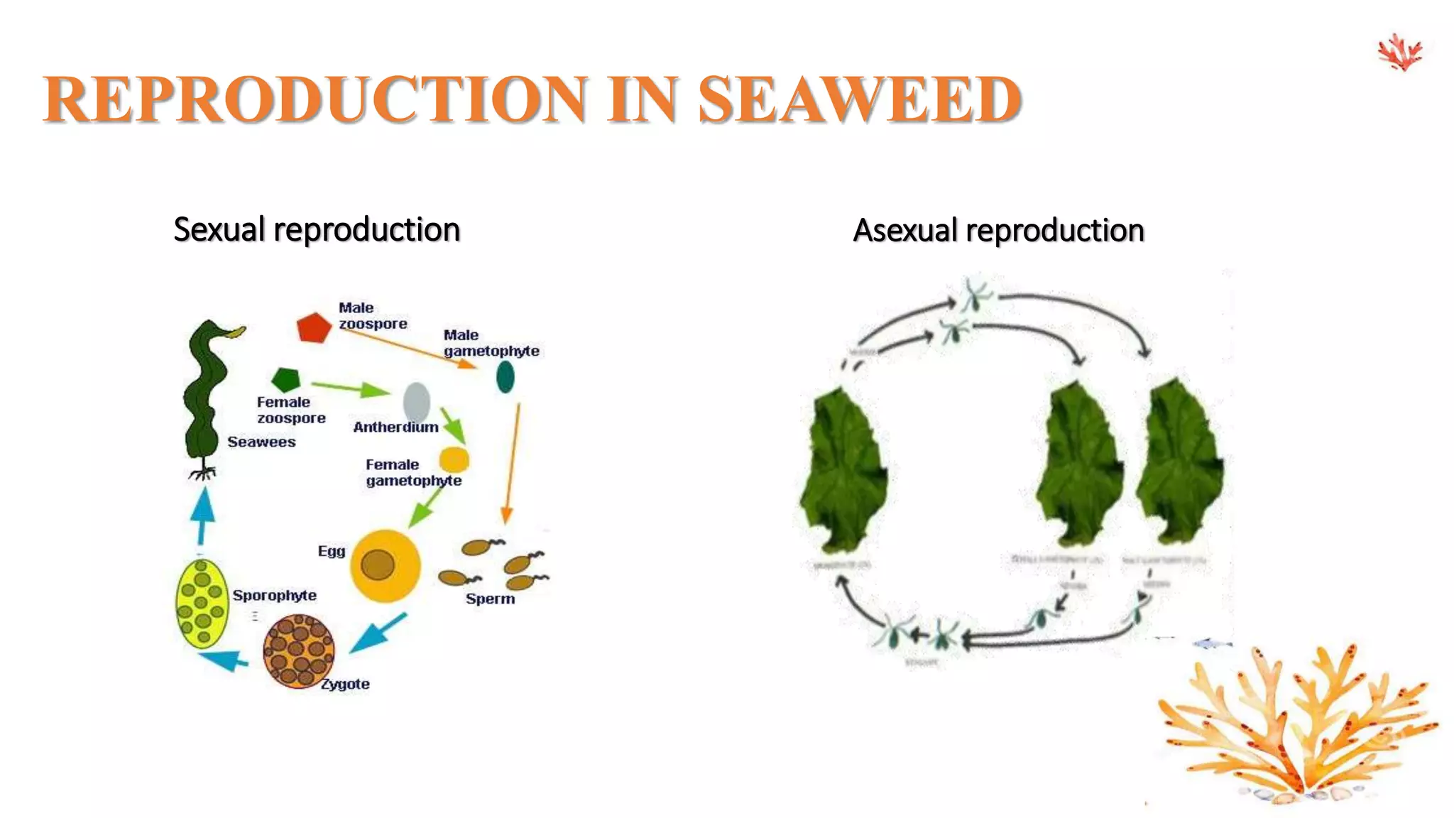 Sustainable seaweed farming- A step towards one health mission | PPTX