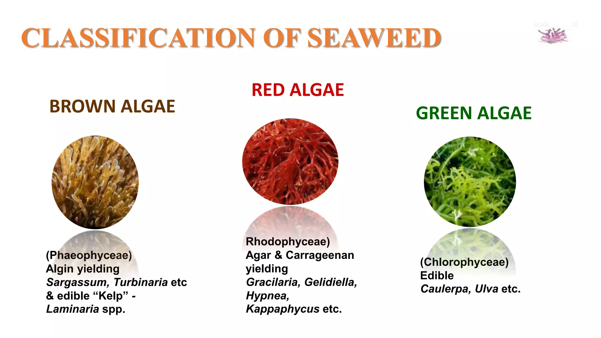 Sustainable seaweed farming- A step towards one health mission | PPTX