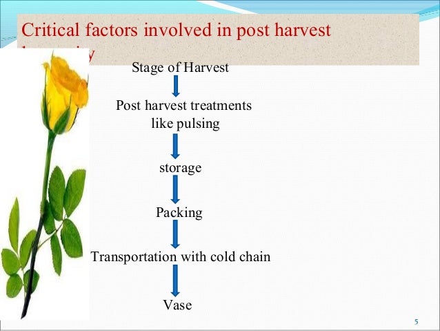 Post Harvest Handling of Flower Crops