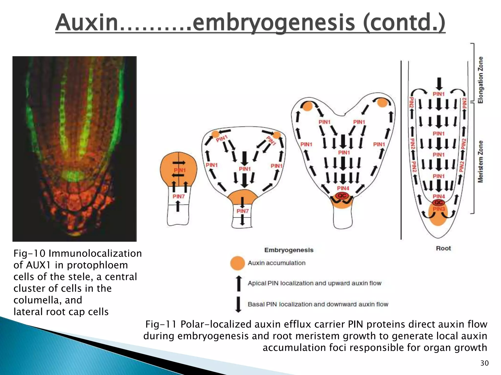 AUXIN a morphogen in plant growth and development | PPTX | Gardening ...