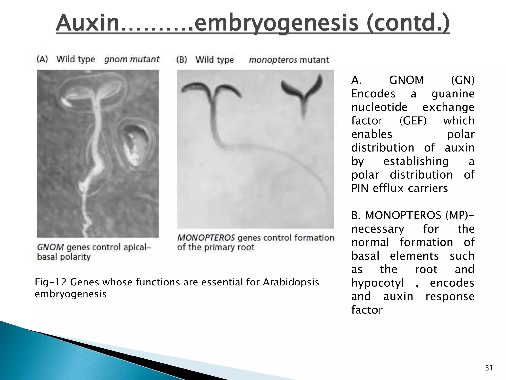 AUXIN a morphogen in plant growth and development | PPTX
