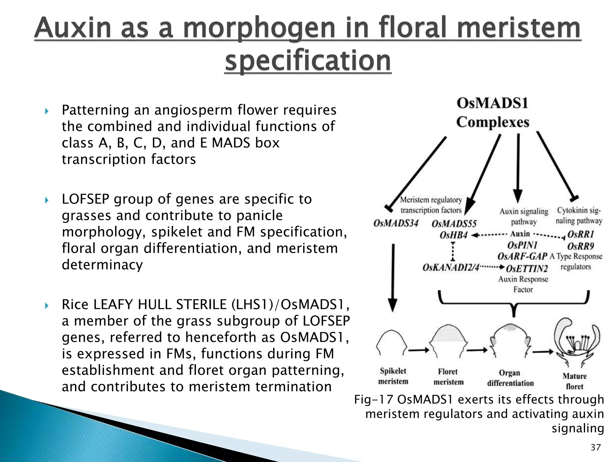 AUXIN a morphogen in plant growth and development | PPTX