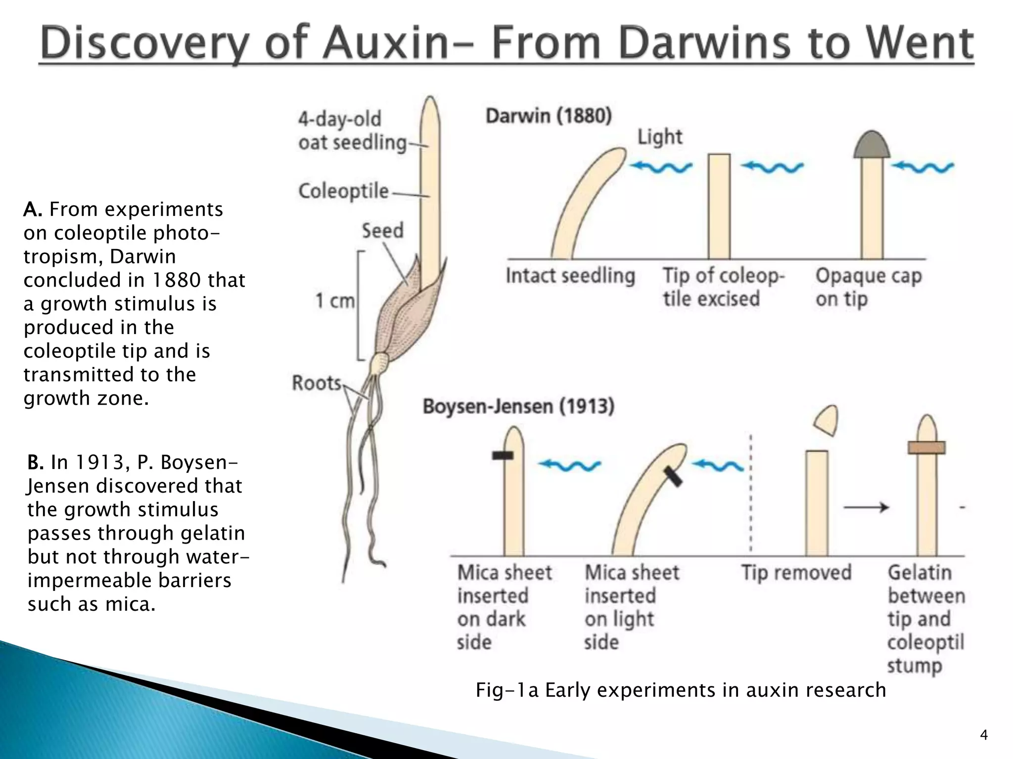 AUXIN a morphogen in plant growth and development | PPTX