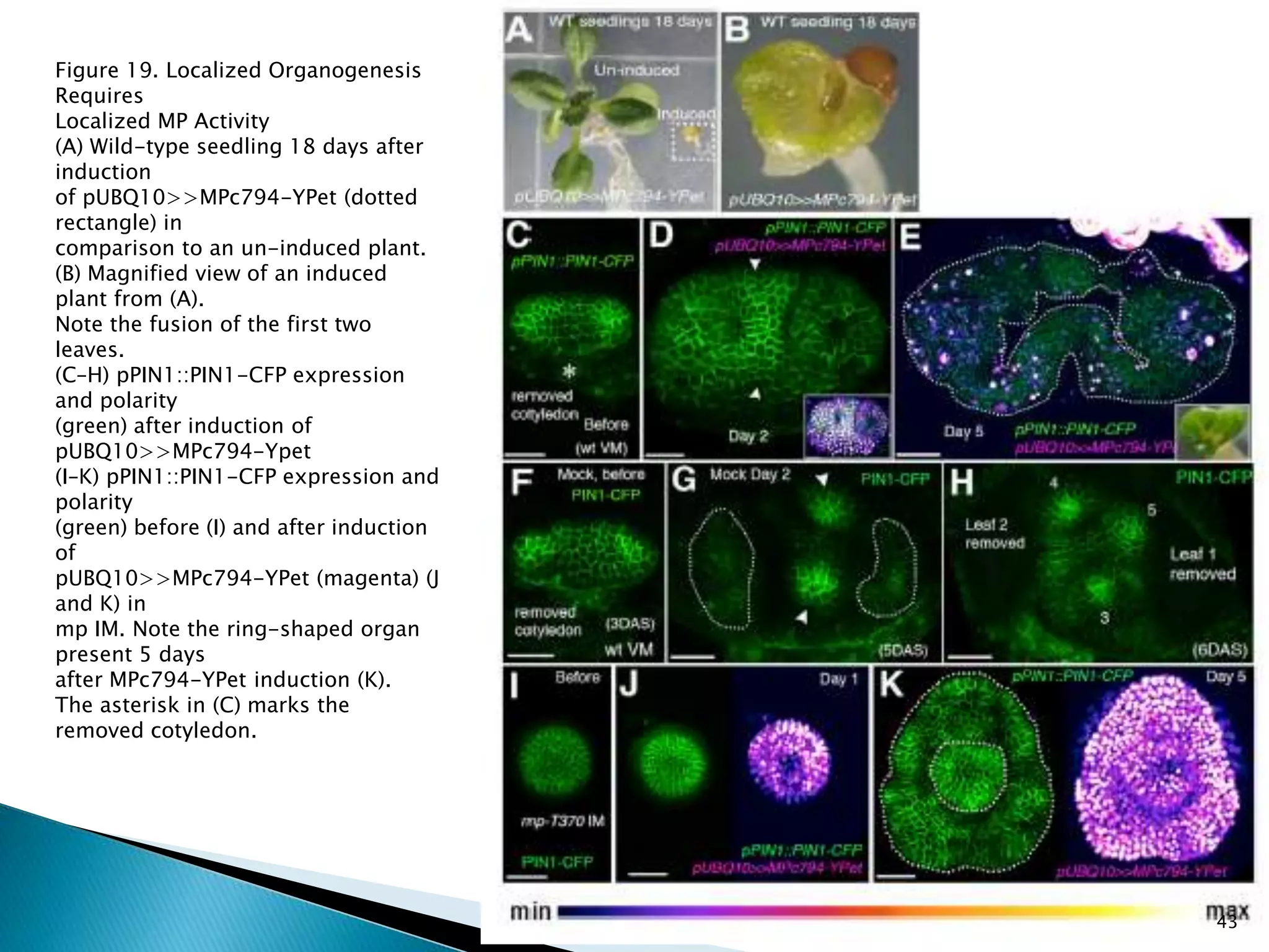 AUXIN a morphogen in plant growth and development | PPTX