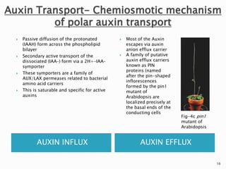AUXIN a morphogen in plant growth and development | PPTX