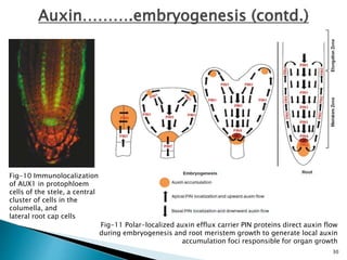 AUXIN a morphogen in plant growth and development | PPTX