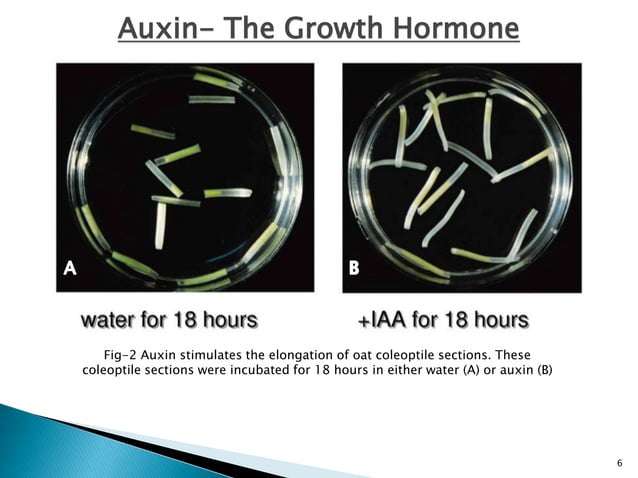 AUXIN a morphogen in plant growth and development | PPT