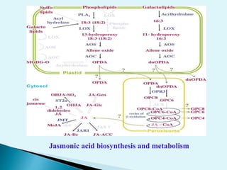 Action and Biosynthesis of Jasmonic Acid | PPTX