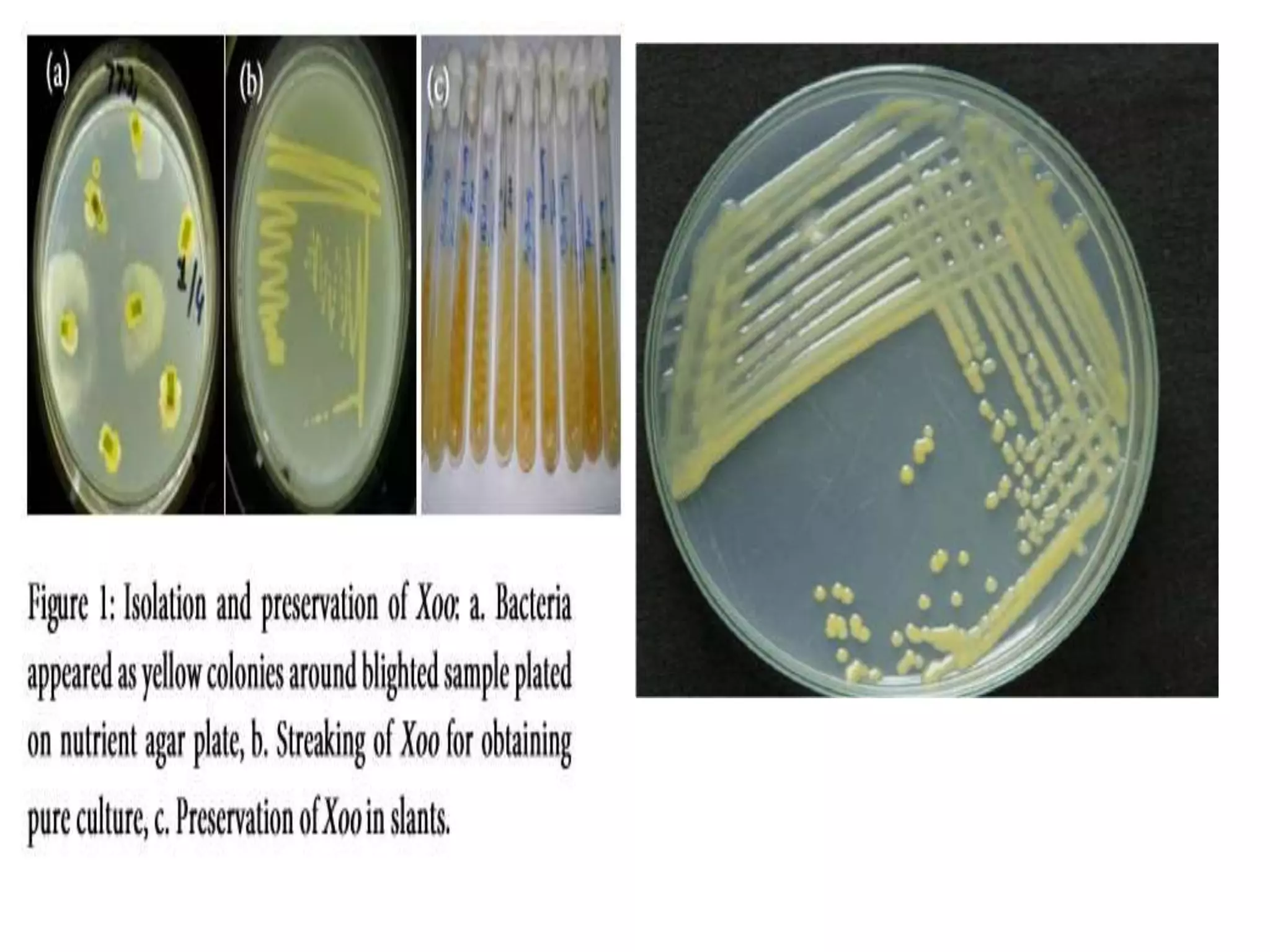 Microbial Culture Preservation and its Methods | PPTX
