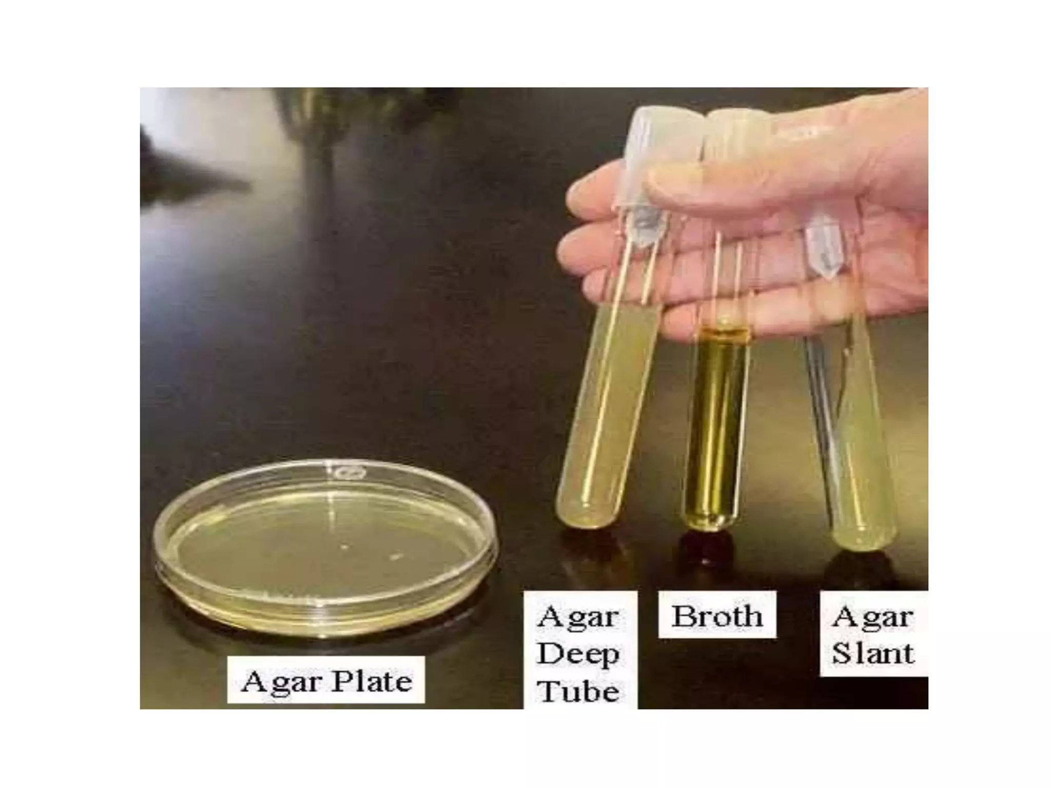 Microbial Culture Preservation and its Methods | PPTX