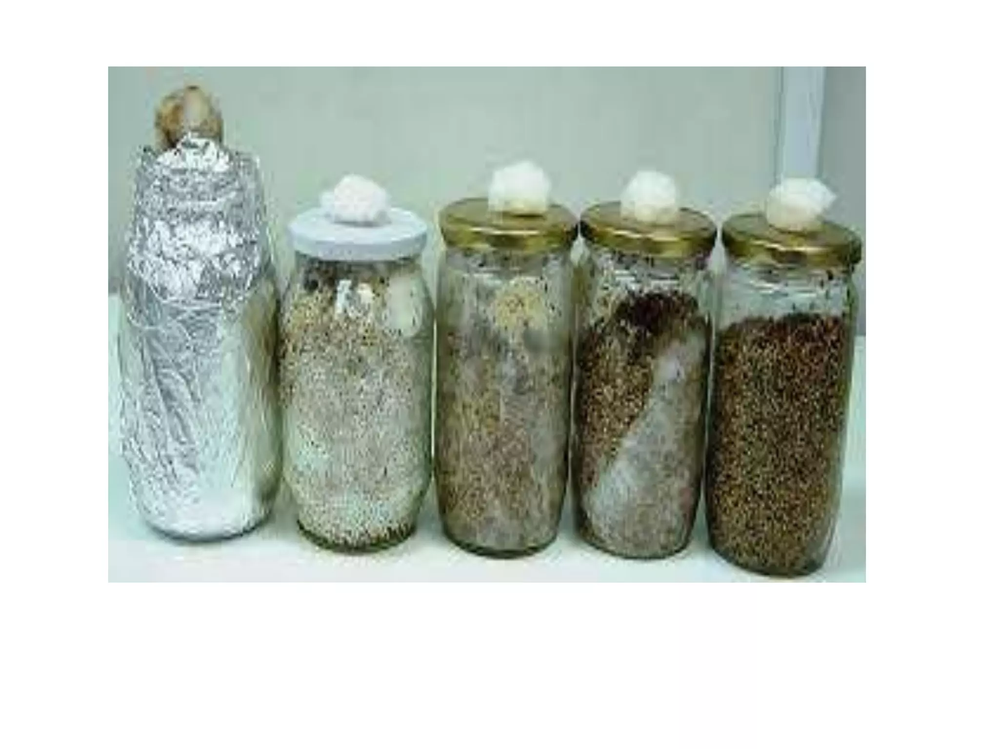 Microbial Culture Preservation and its Methods | PPTX