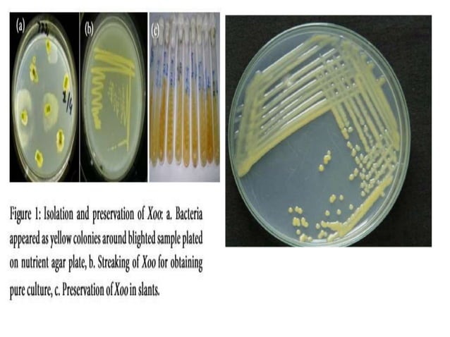 Microbial Culture Preservation and its Methods | PPTX