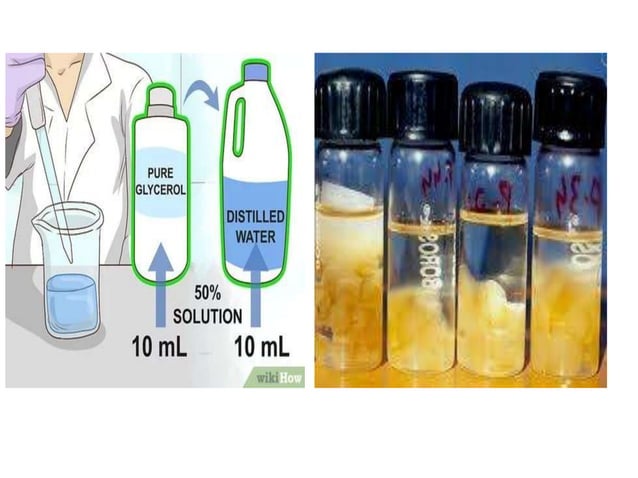 Microbial Culture Preservation and its Methods | PPTX