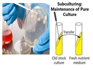Microbial Culture Preservation and its Methods | PPTX
