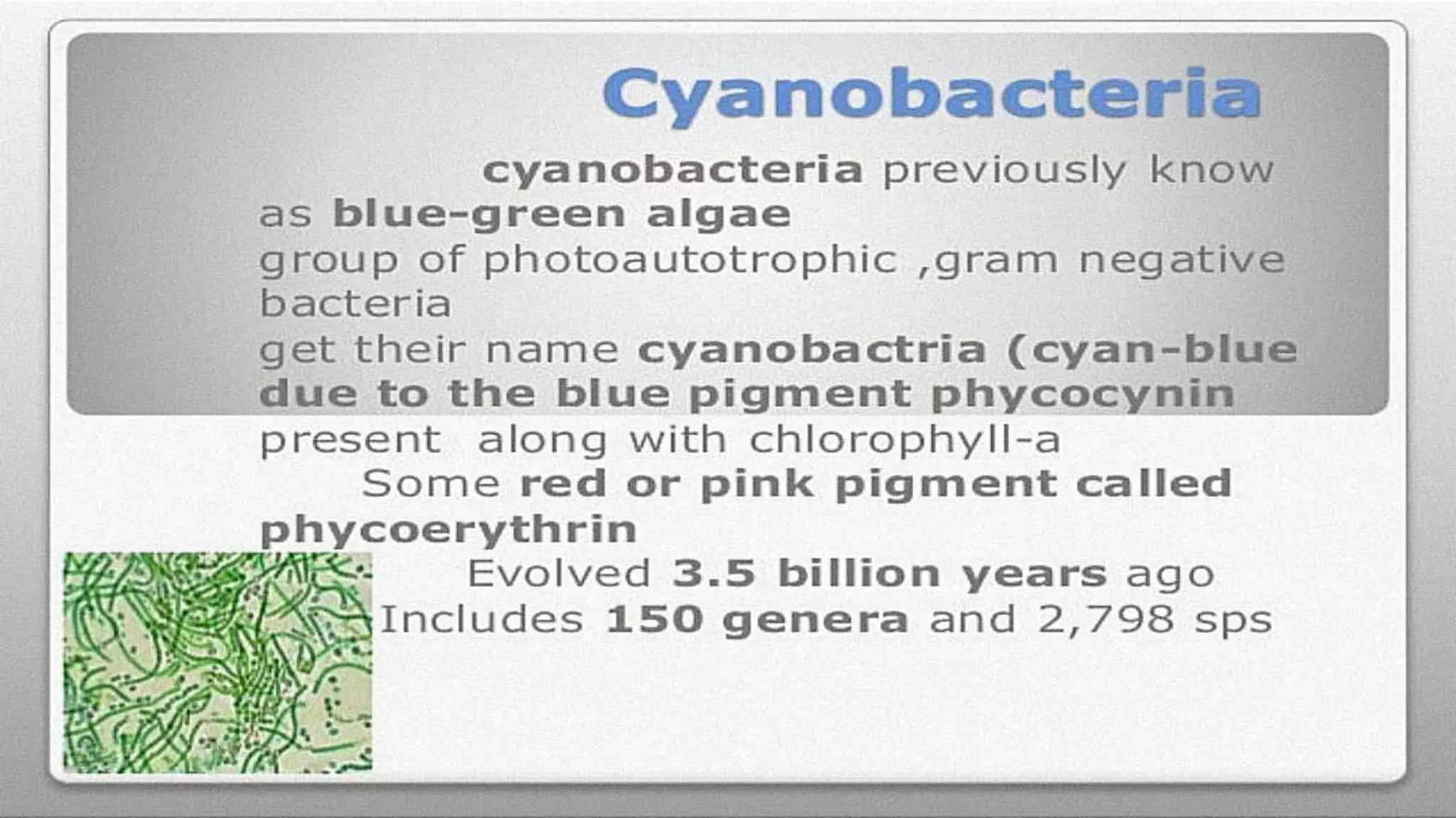 Cynobacteria presentation.pptx