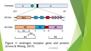 UNLOCKING THE SECRETS OF ANDROGEN RECEPTORS IN PROSTATE CANCER ...