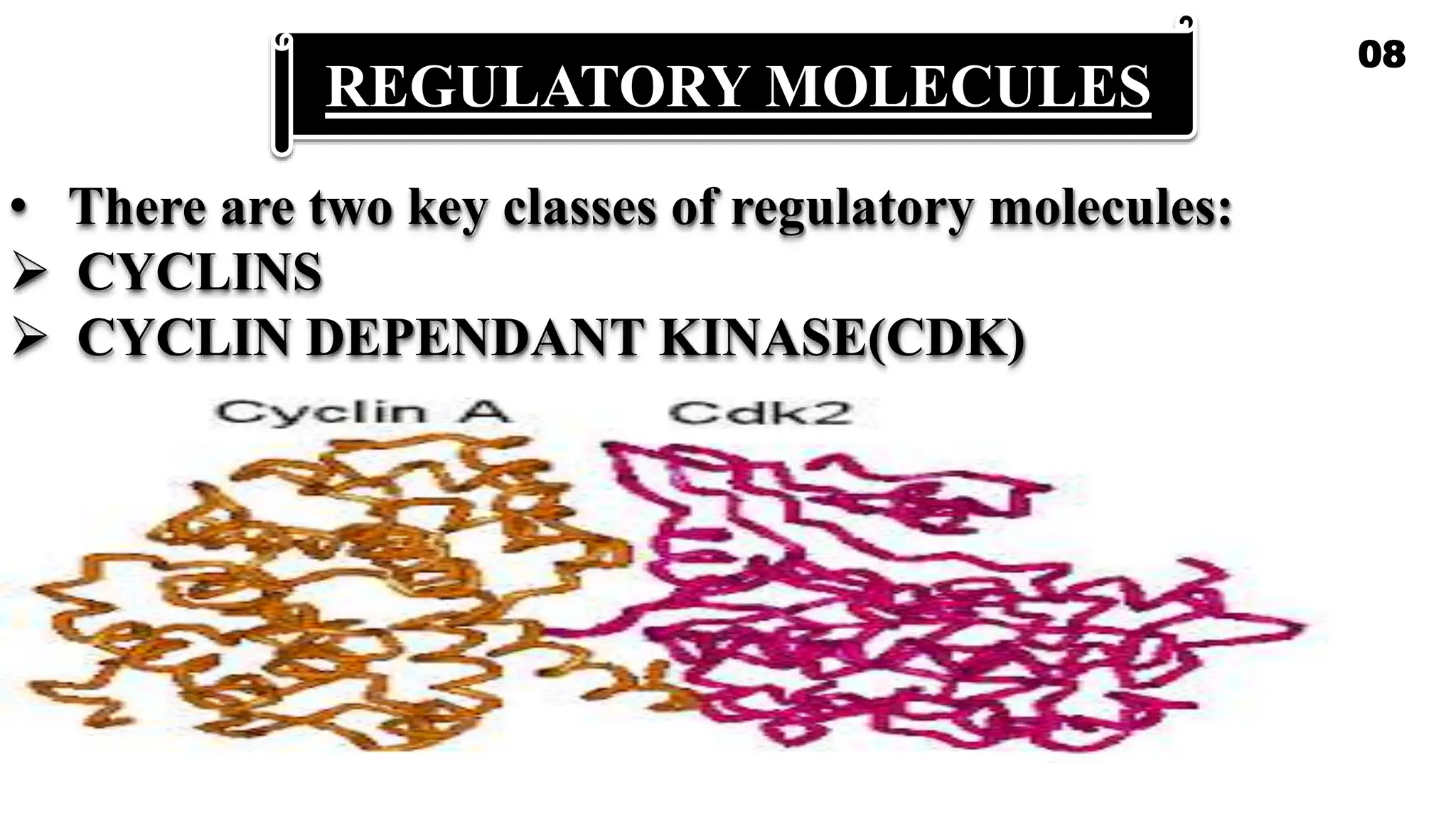 Cell cycle and it's regulation seminar . | PPTX