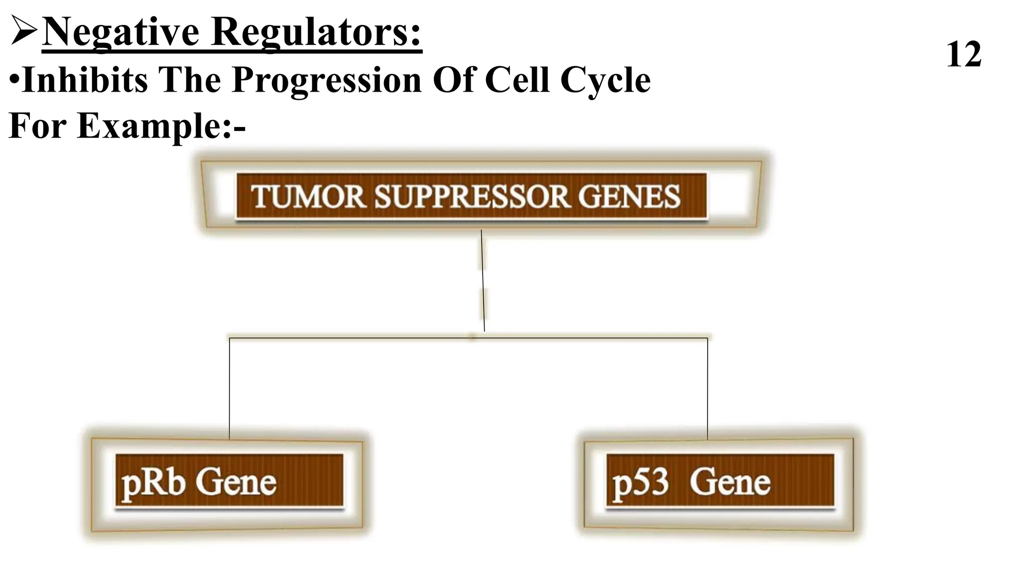 Cell cycle and it's regulation seminar . | PPTX