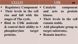 Cell cycle and it's regulation seminar . | PPTX