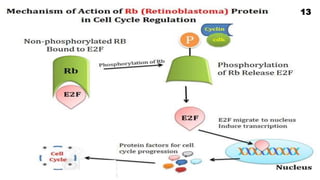 Cell cycle and it's regulation seminar . | PPTX
