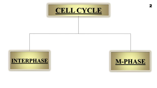 Cell cycle and it's regulation seminar . | PPT