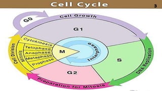 Cell cycle and it's regulation seminar . | PPTX
