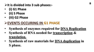 Cell cycle and it's regulation seminar . | PPT