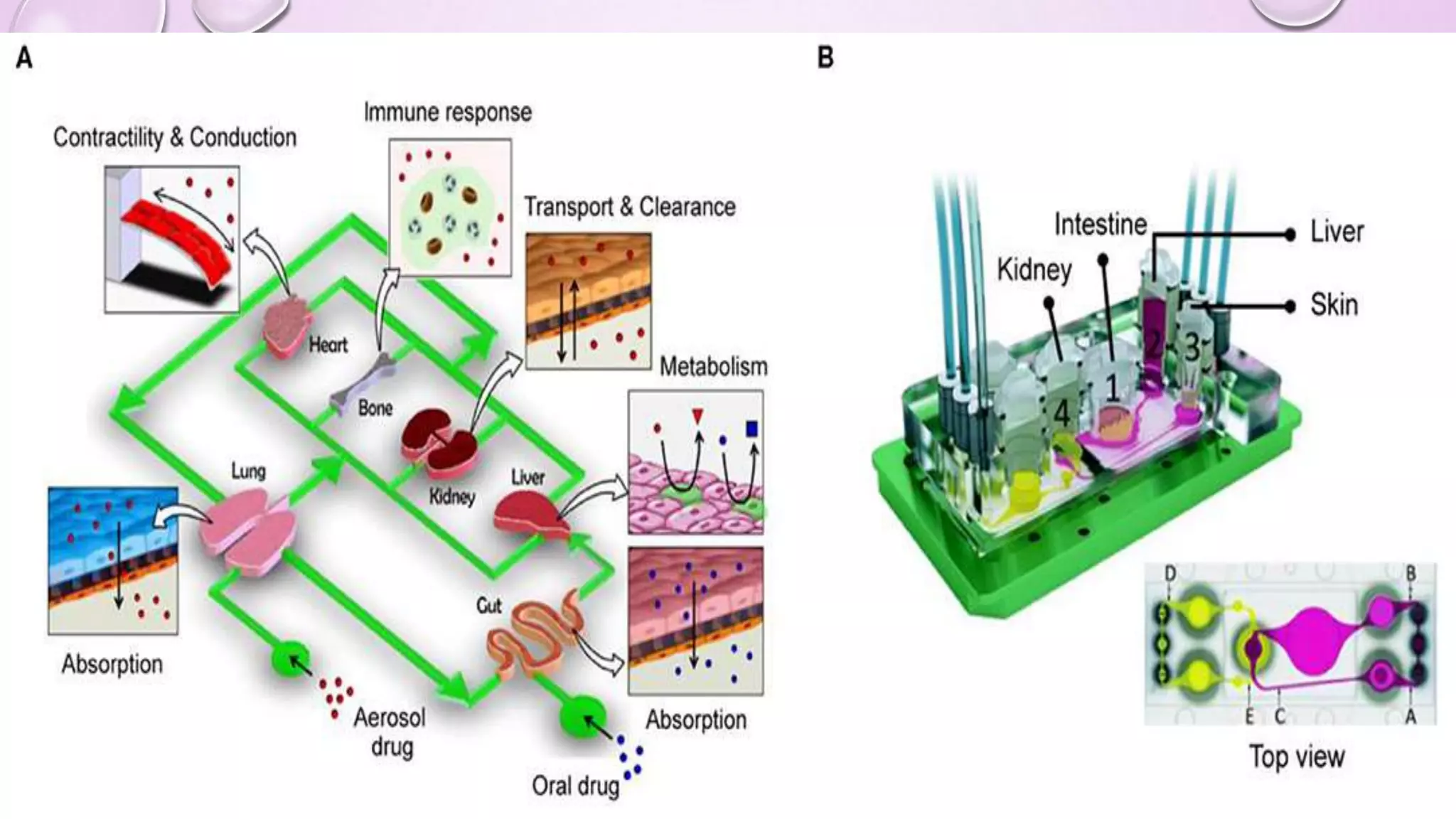 Organs On Chips (OOC) | PPTX