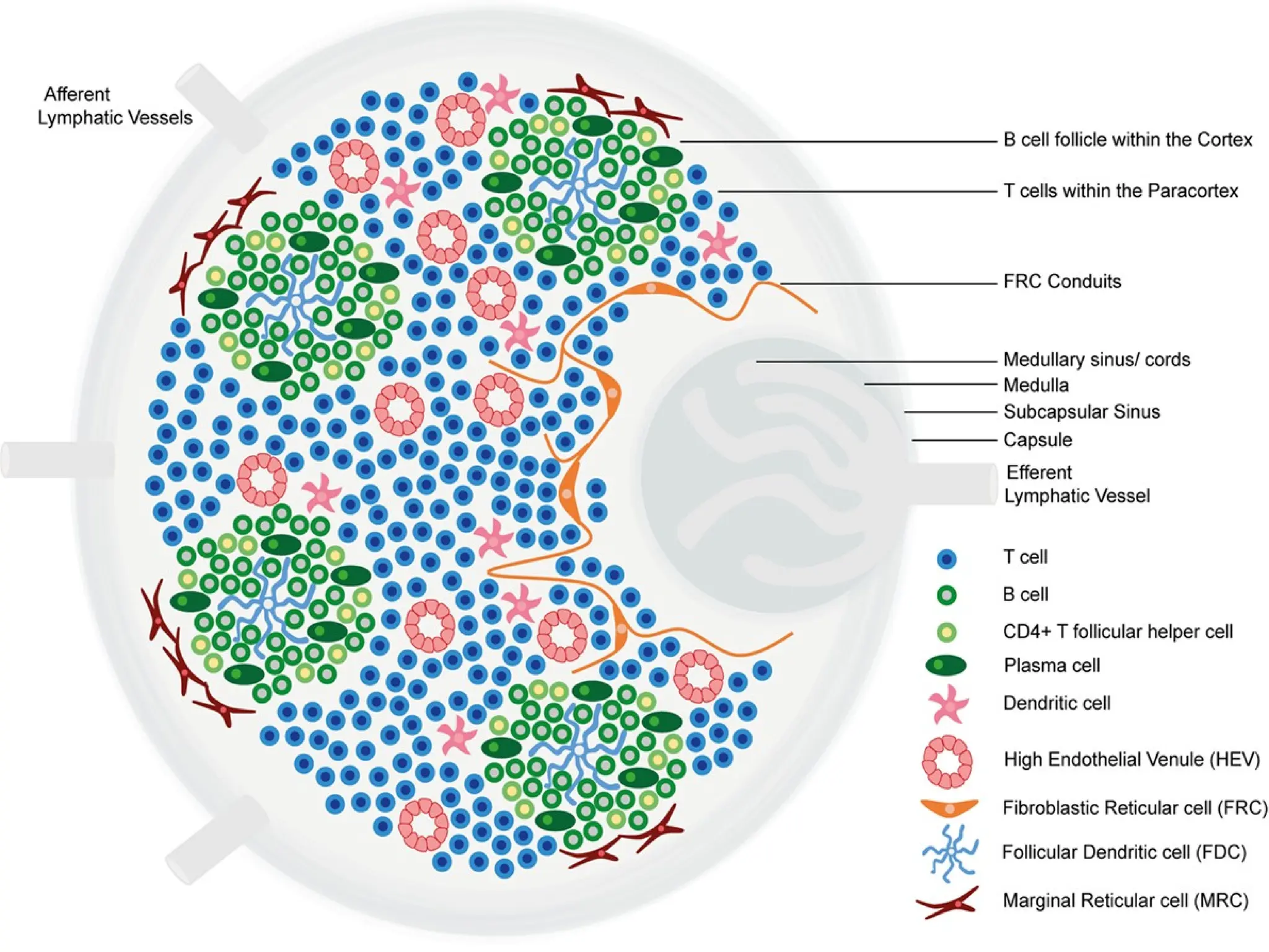 LYMPHOID TISSUE AND LYMPHATICS IN OROFACIAL REGION | PPTX