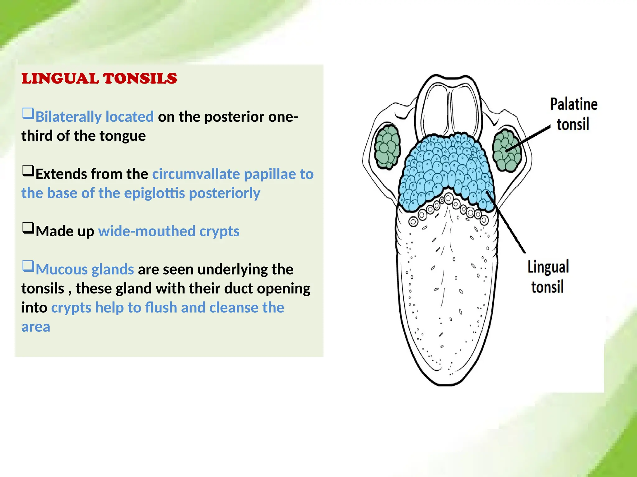 LYMPHOID TISSUE AND LYMPHATICS IN OROFACIAL REGION | PPTX