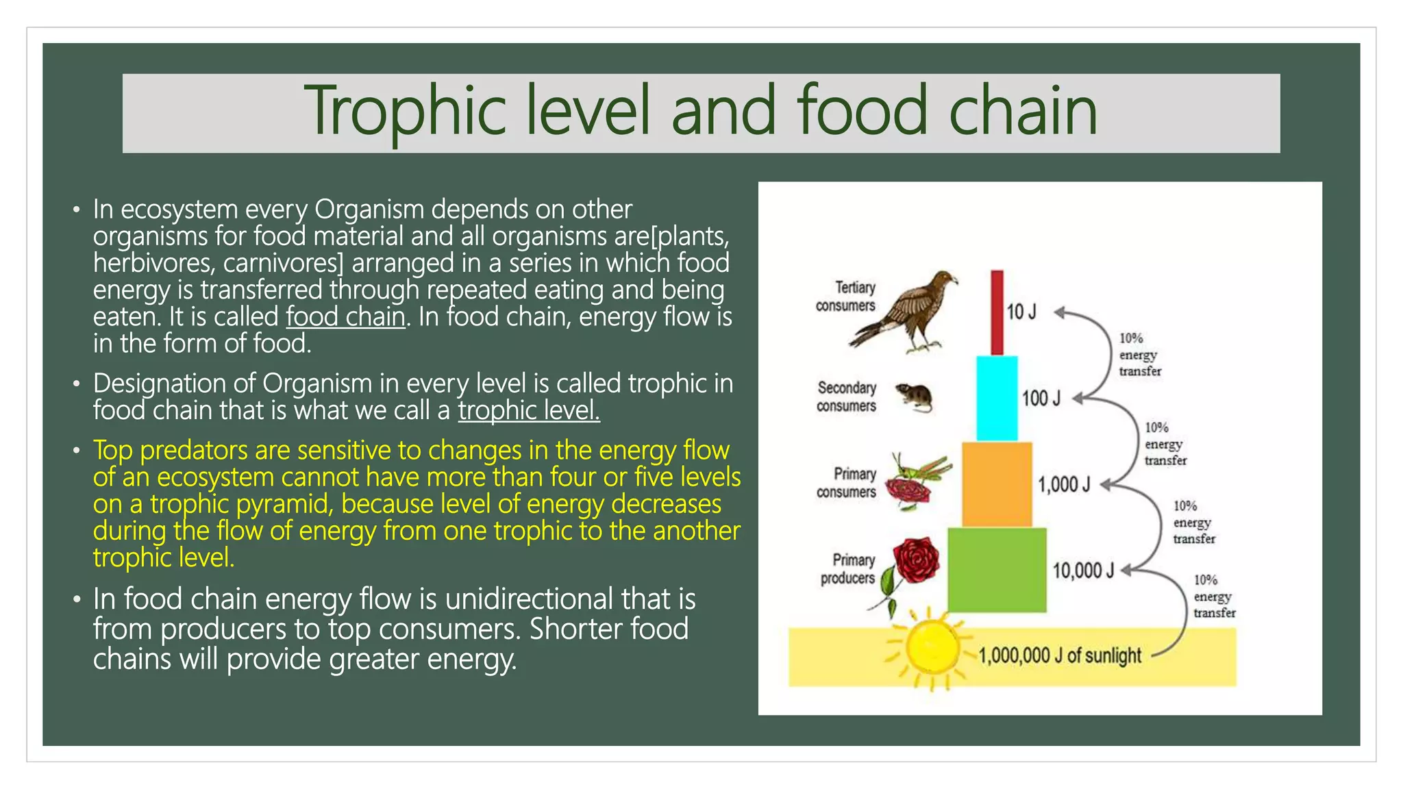 Seminar presentation ecological energy flow in eco system | PPTX