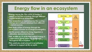 Energy Flow in Ecosystem: Food Chain, Food Web, Trophic Levels, 10% Law ...