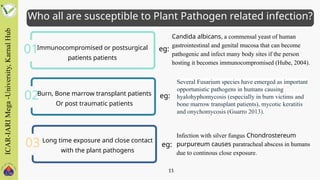 Pathogenic Crossovers: Plant Diseases Taking Root in Animal and Human ...