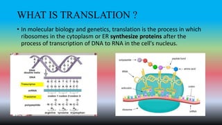 Translational proofreading and translational inhibitors | PPTX
