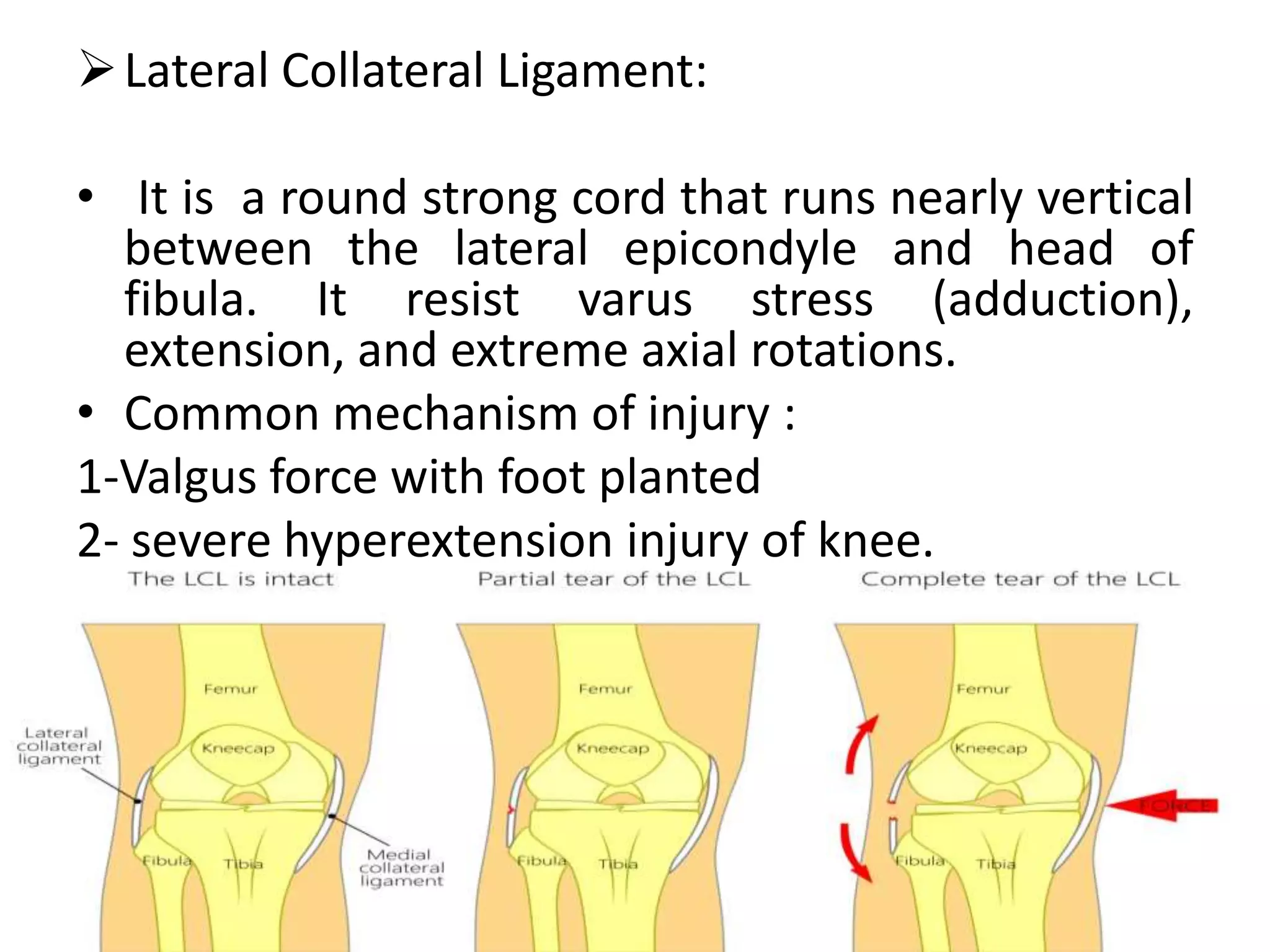 Pathomechanics Knee.pptx