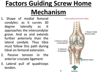 Pathomechanics Knee.pptx