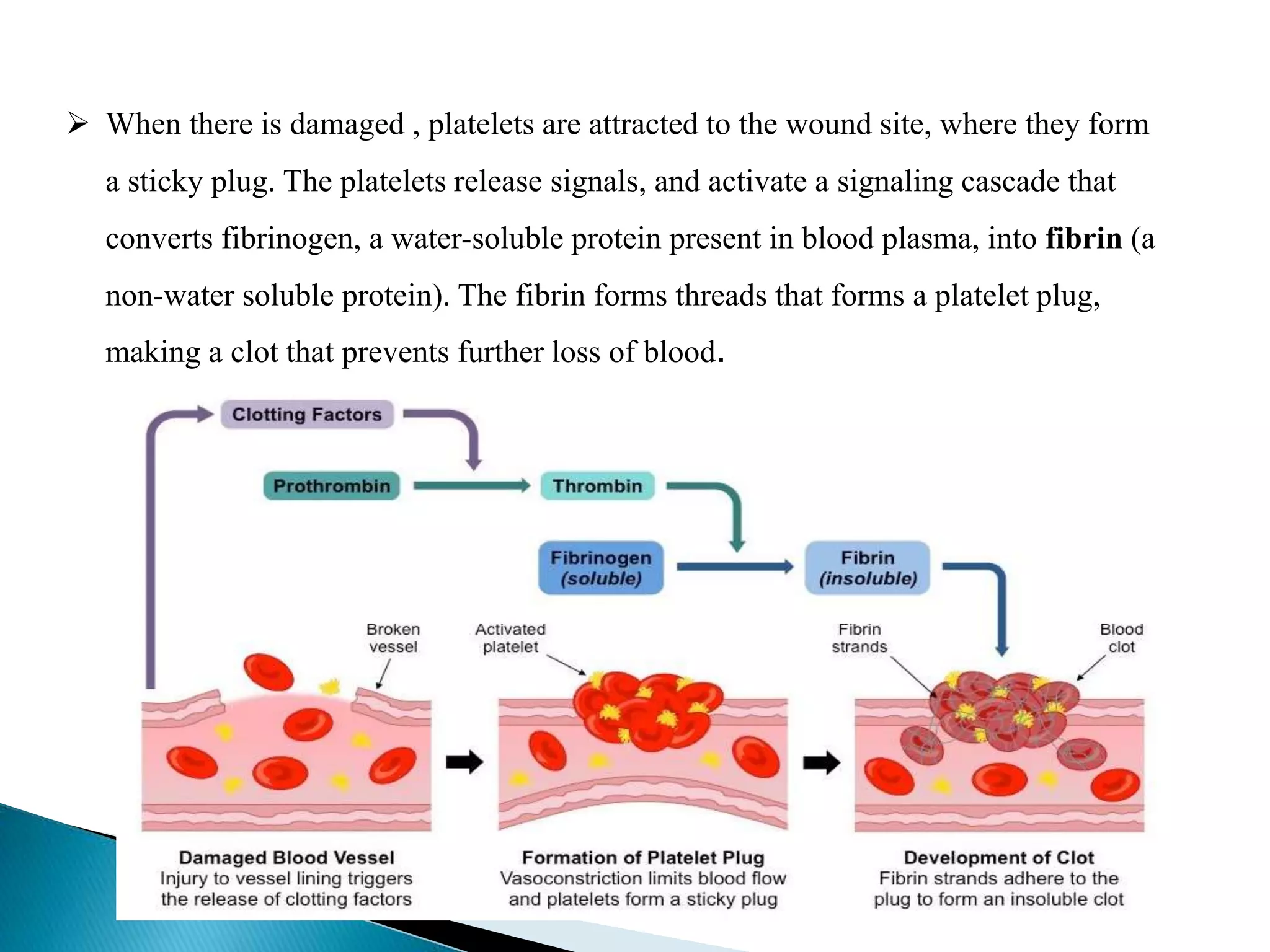 BLOOD - its Components and Function | PPTX