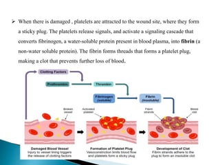 BLOOD - its Components and Function | PPTX