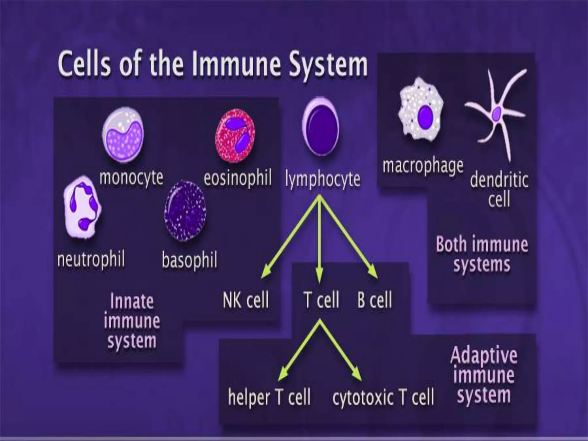 Seminar primary immunodeficiency syndrome | PPTX
